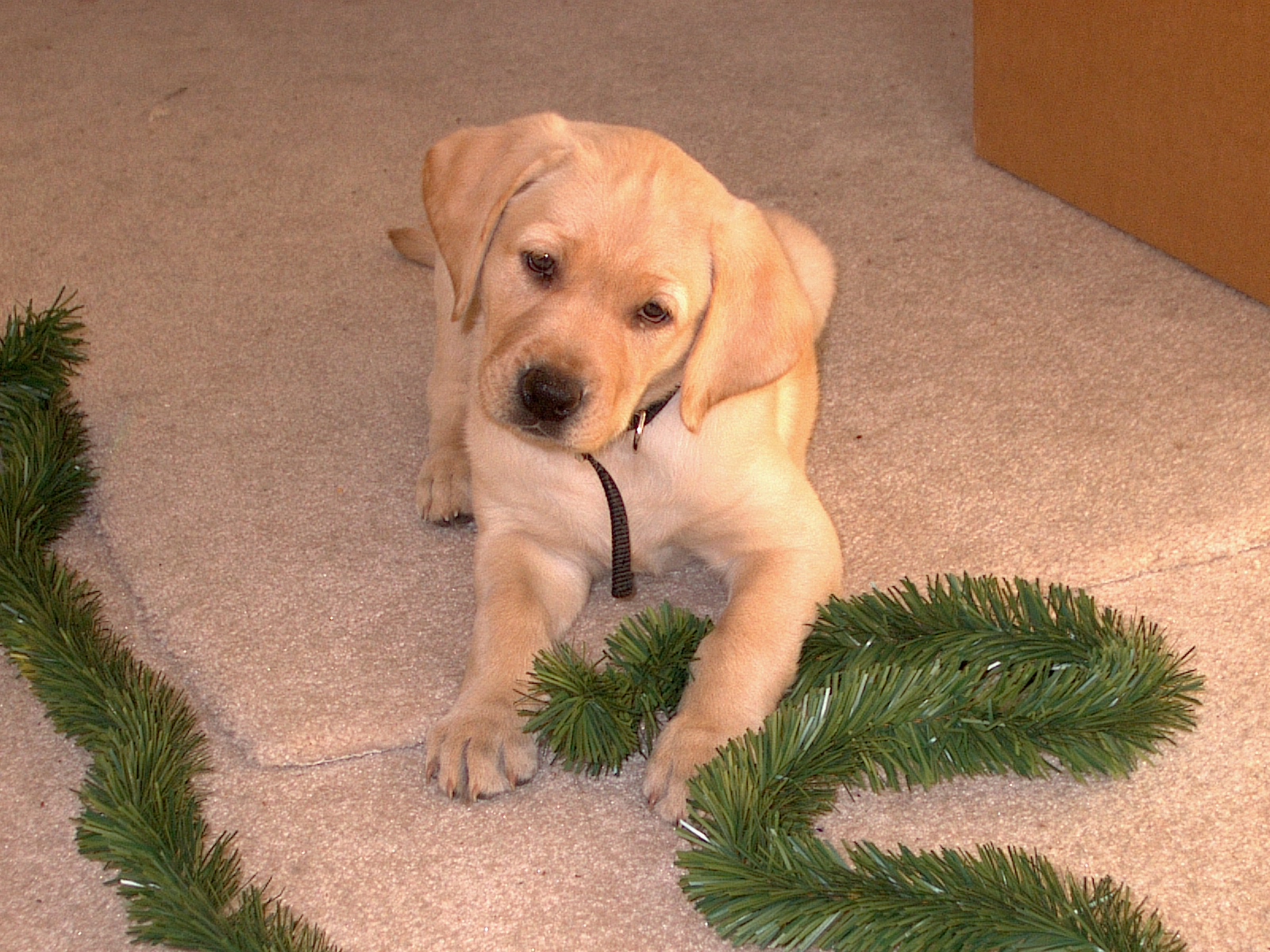 Permanent End to Robocalls | Devpost