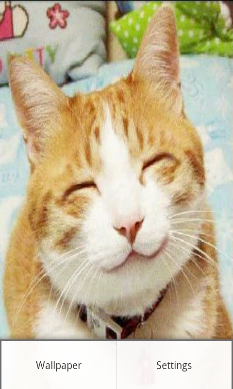 Emotional Cat | Devpost