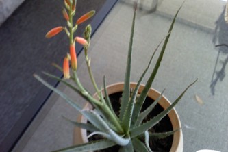 Robocall Bounceback | Devpost