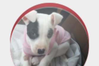 Tinder for Dogs! | Devpost