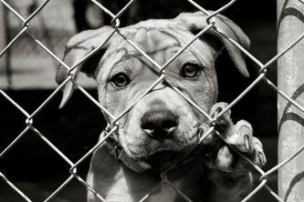 Animal Cruelty | Devpost