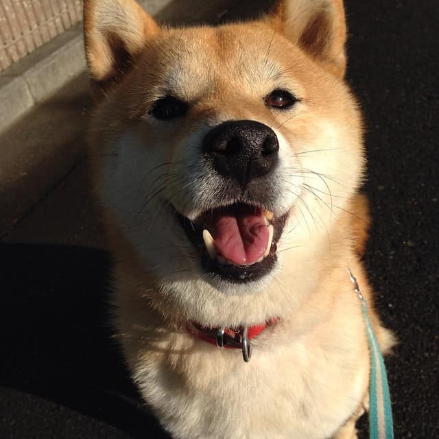 Shiba-Sensei | Devpost