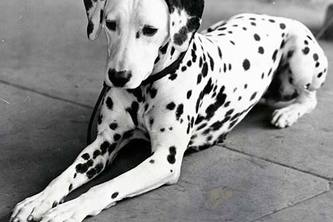 Website about dogs! | Devpost