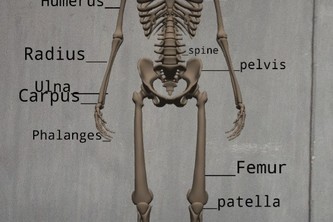 3D skeleton | Devpost