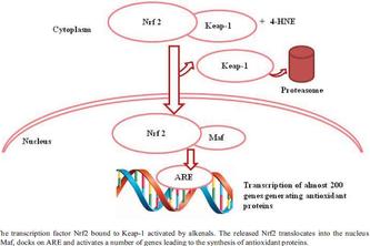 OXYGEN OZONE IMMUNOCEUTICAL THERAPY OF COVID-19 INFECTION | Devpost
