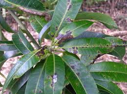 Mango Plant Disease Identification | Devpost