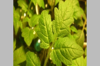 Plant Disease Identification | Devpost