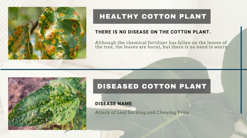 COTTON PLANT DISEASE DETECTION | Devpost