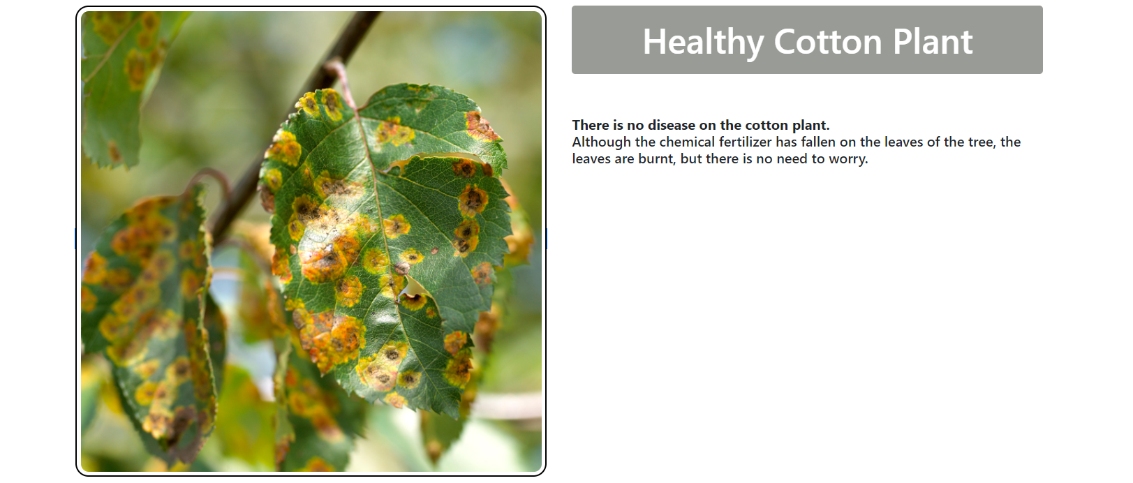 COTTON PLANT DISEASE DETECTION | Devpost