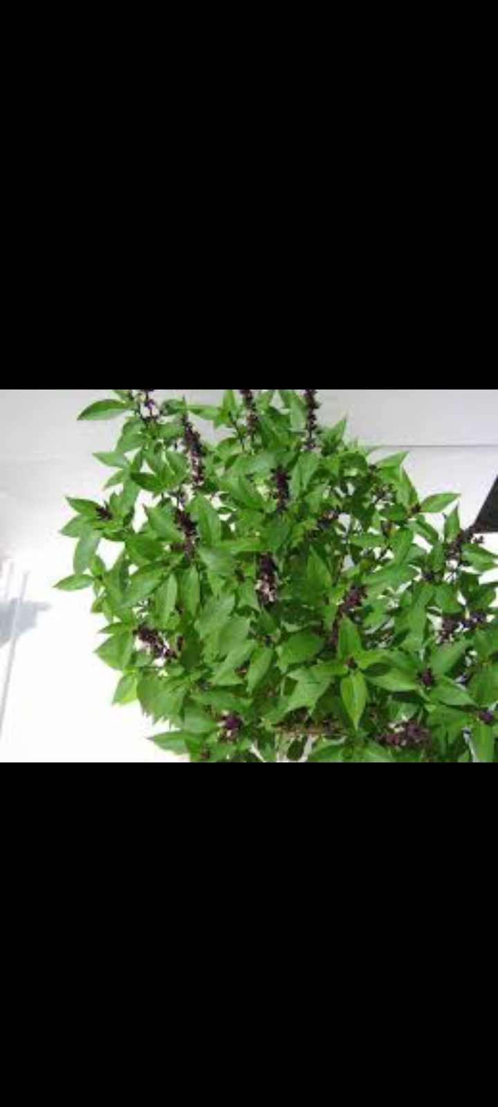 Basil plant | Devpost