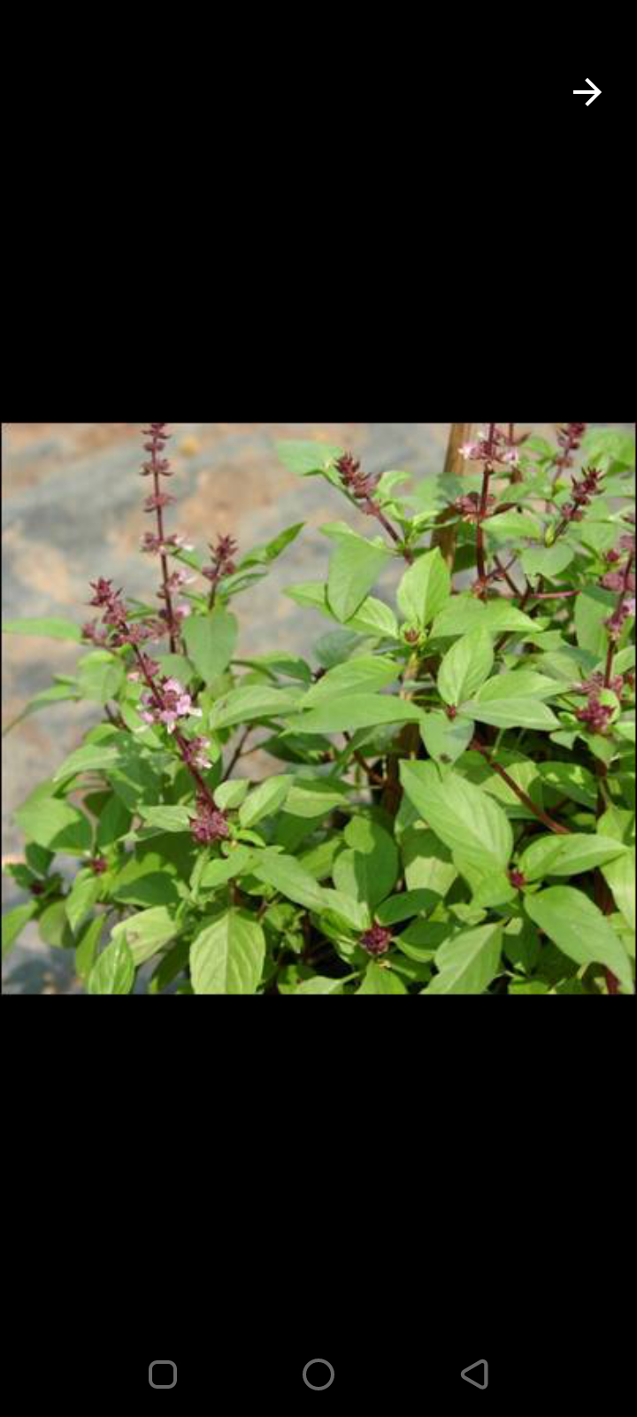 Basil plant | Devpost