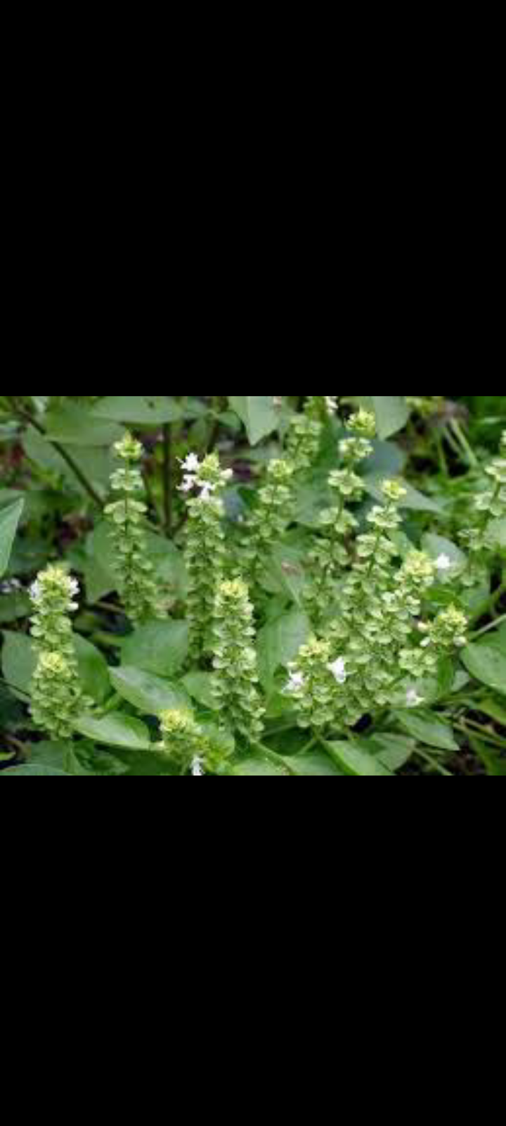 Basil plant | Devpost