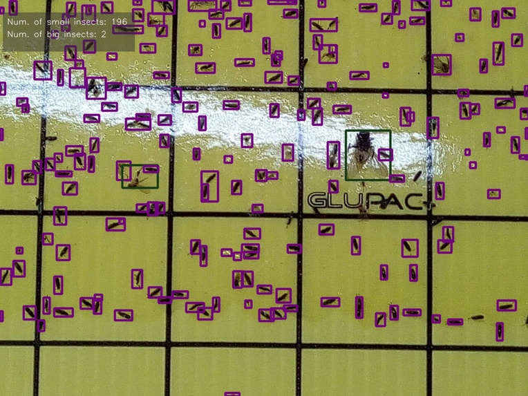 Insect Counting with Deep Learning | Devpost