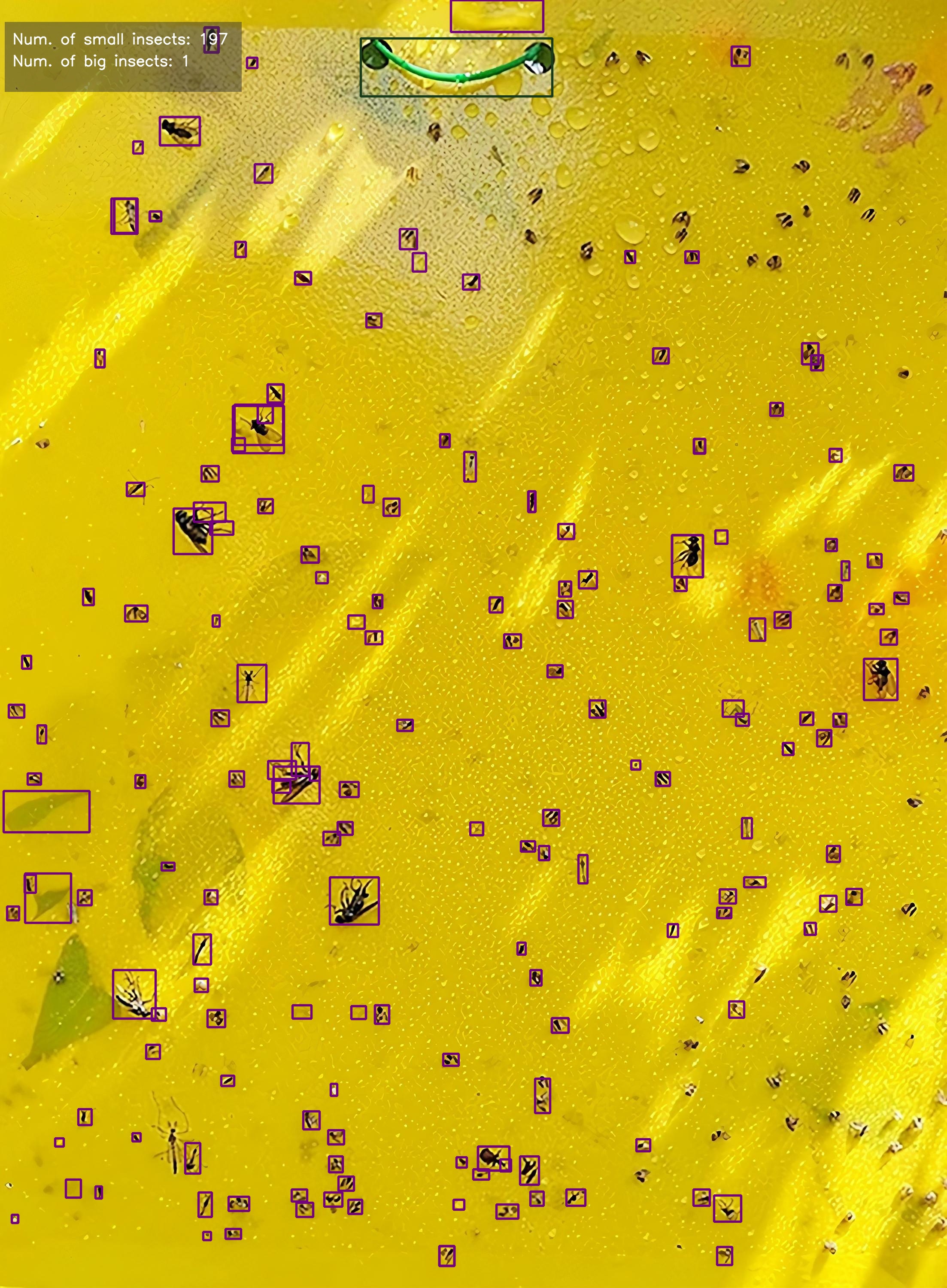 Insect Counting with Deep Learning | Devpost