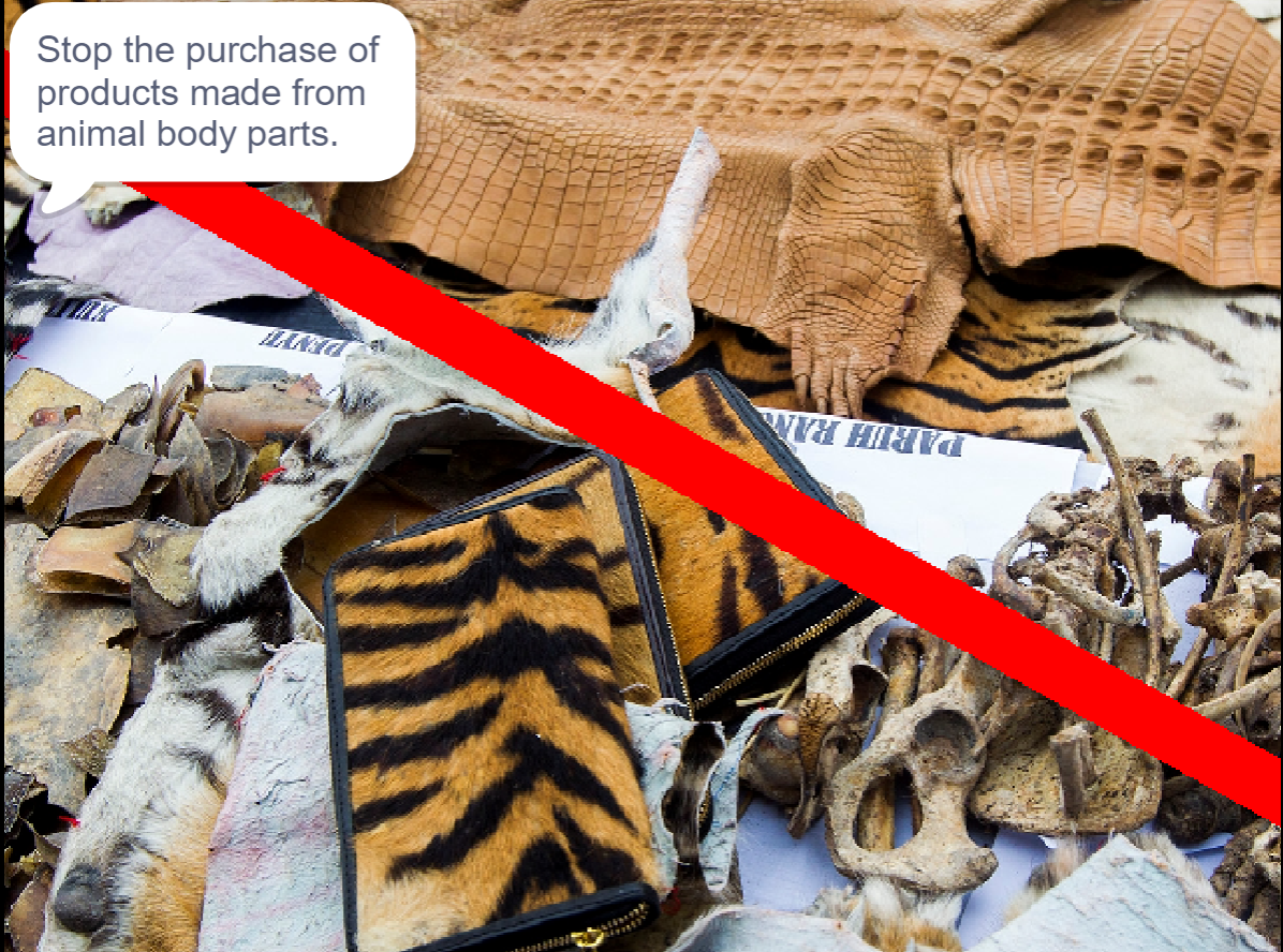 FEA - Fauna Education Animation | Devpost