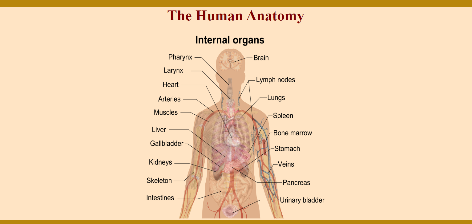 The Human Anatomy | Devpost