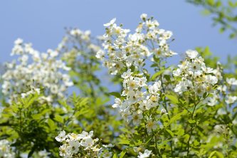 Pest Peeper | Devpost