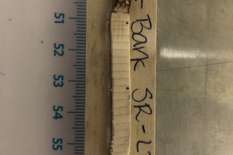 Tree Ringer | Devpost