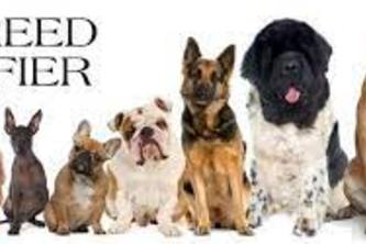 Dog-Breed-Classifier | Devpost