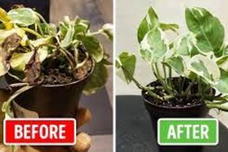 Water Balance in the Plants | Devpost