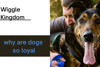 why are dogs so loyal | Devpost