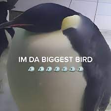 I'm Da Biggest Bird! | Devpost