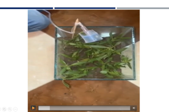 TOMATO DISEASES DETECTION | Devpost