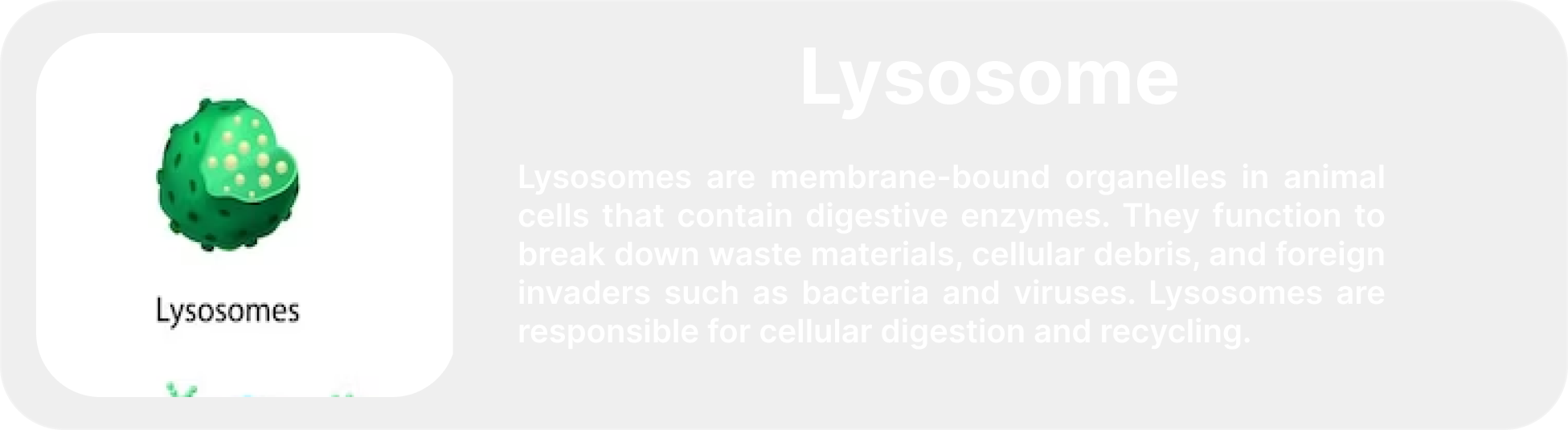 Animal Cell-Augmented Reality MeyRAR | Devpost