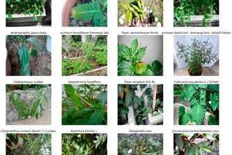 Identification of plant disease for a medicinal plant | Devpost