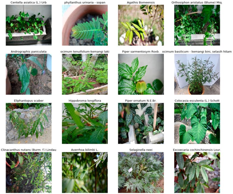 Identification of plant disease for a medicinal plant | Devpost