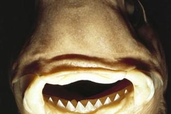 Shark personality test | Devpost