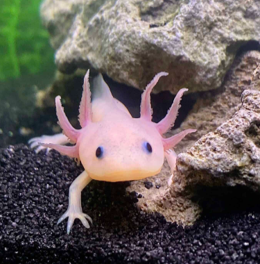 Save The Axolotls | Devpost