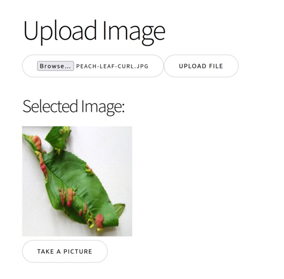Midas Green | Devpost
