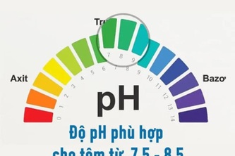 Cách hạ pH trong ao nuôi tôm hiệu quả | Devpost