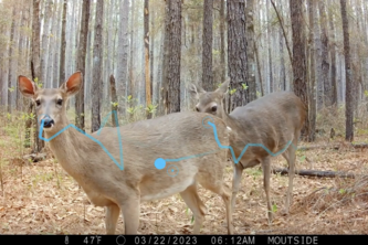 FaunaFlow: Building Animal Observer via Point-tracking | Devpost