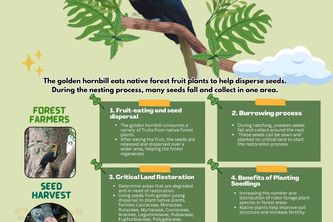 Forest farmer's food nursery (Rhyticeros undulatus) | Devpost