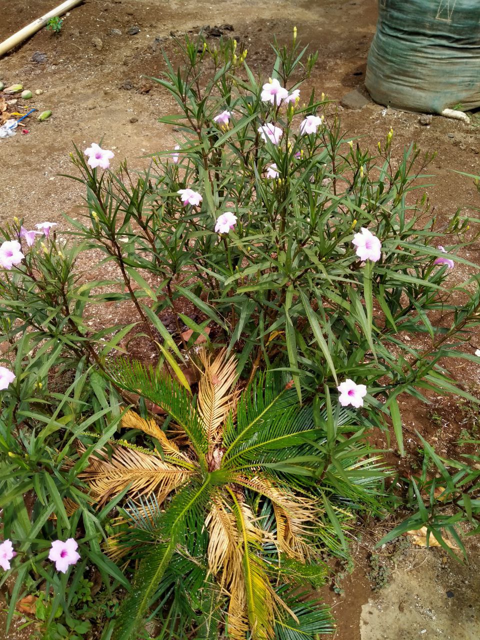 Eco-CB: Eco Carbon Blooming | Devpost