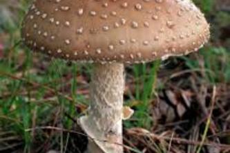 Mushroom Reserve | Devpost