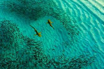 Shark Spotter | Devpost