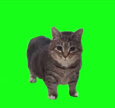 OiiA-Spinning-Cat-Lang | Devpost