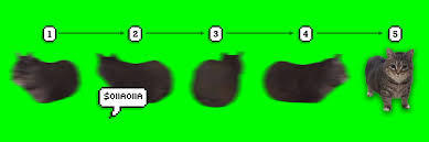 OiiA-Spinning-Cat-Lang | Devpost