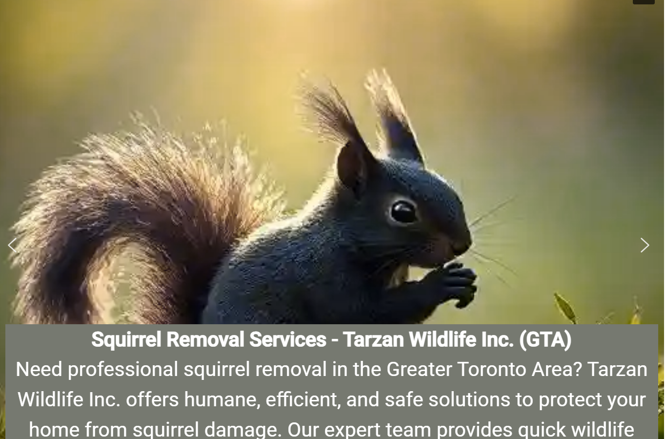 Squirrel Removal form attic | Devpost