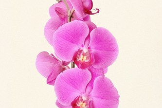 O.R.C.H.I.D. | Devpost