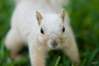 Albino Squirrel Tracker | Devpost