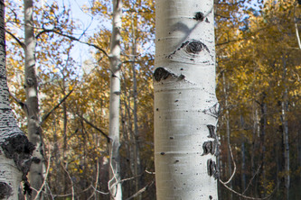 Healthy Workflow | Devpost