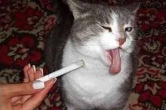 Quit Smoking Meow! | Devpost