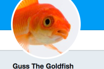Guss the Goldfish | Devpost