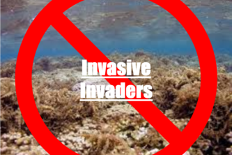Invasive Invaders | Devpost
