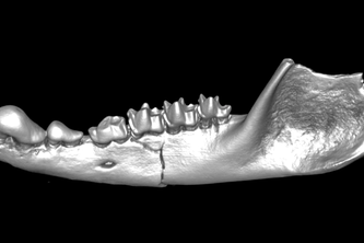The Infinity Immortality Engine | Devpost