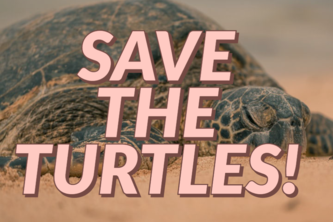 Save The Turtles | Devpost
